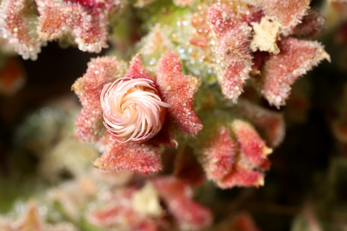 Brighten Your Yard With the Low-Maintenence Ice Plant - The Habitat