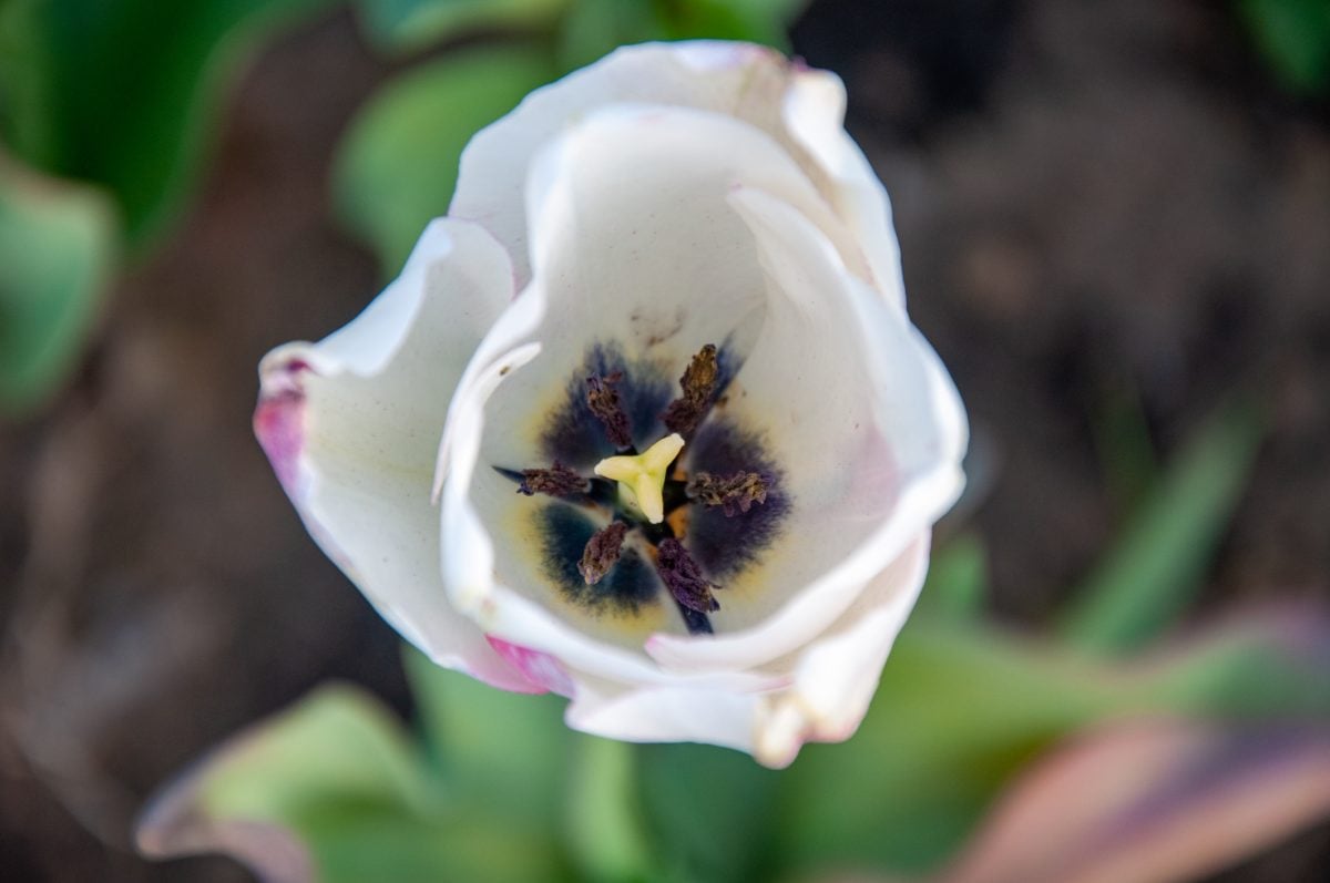 10 Steps to Cultivate Tulip Perfection - The Habitat