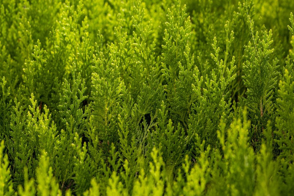 Beautiful Trees to Add Privacy to Your Backyard - The Habitat