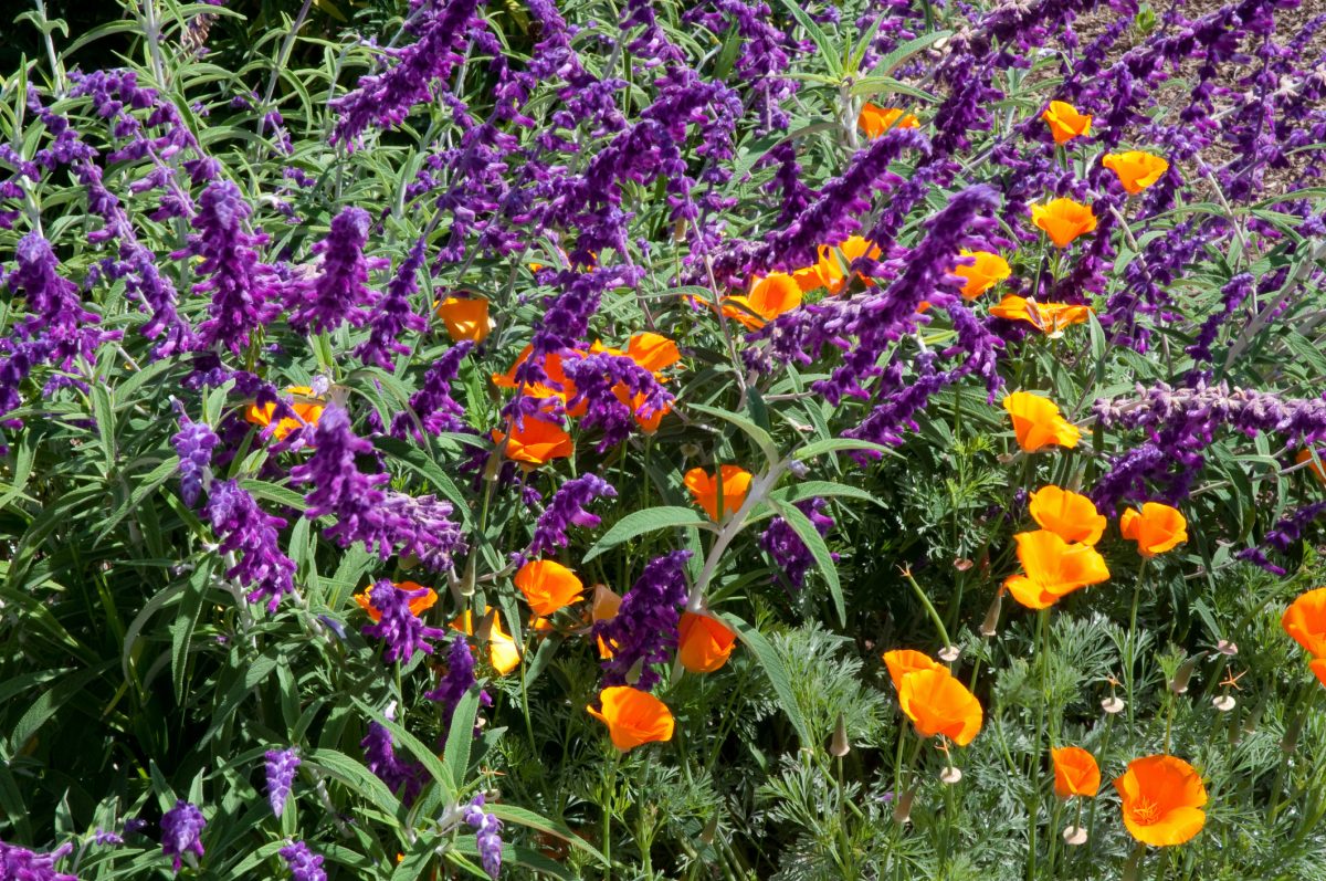 Grow a Spectacular Rainbow Garden - The Habitat