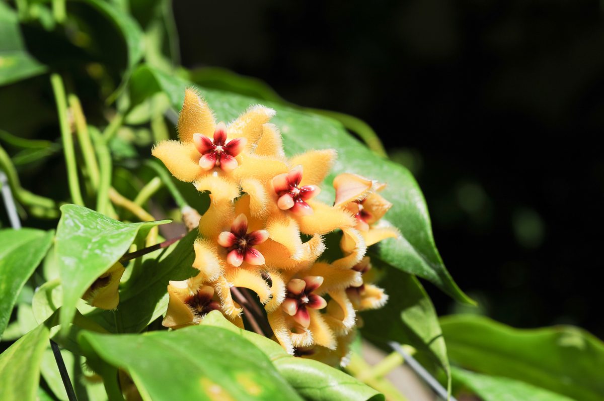 10 Steps to Successfully Growing & Maintaining Your Hoya Plant - The ...