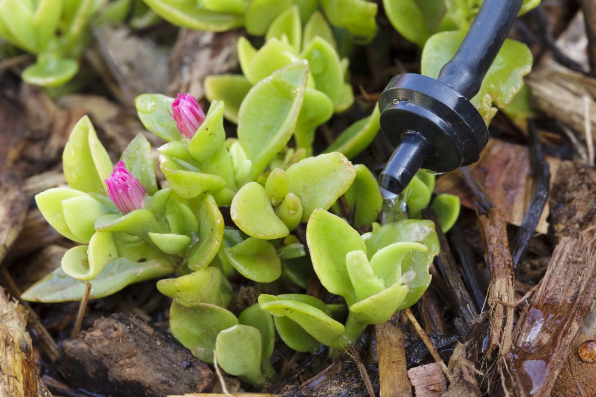 Brighten Your Yard With the Low-Maintenence Ice Plant - The Habitat
