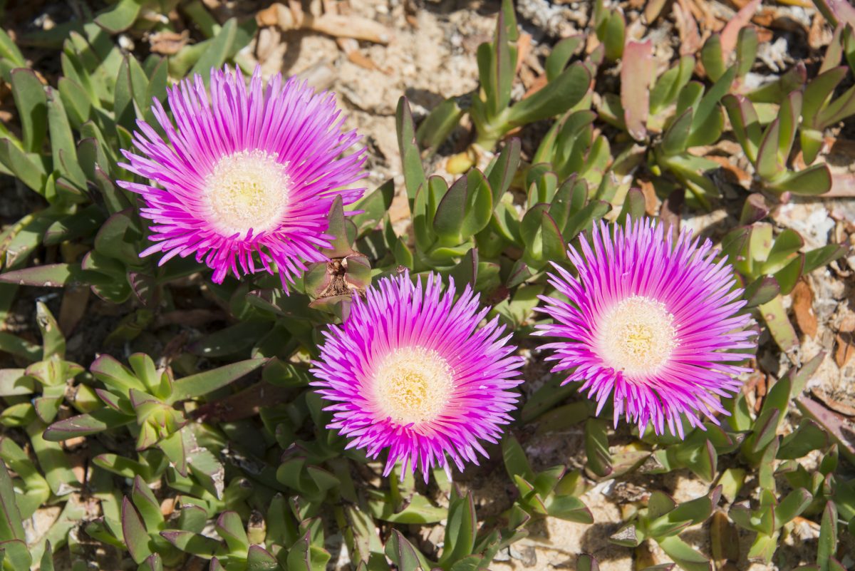 Brighten Your Yard With the Low-Maintenence Ice Plant - The Habitat