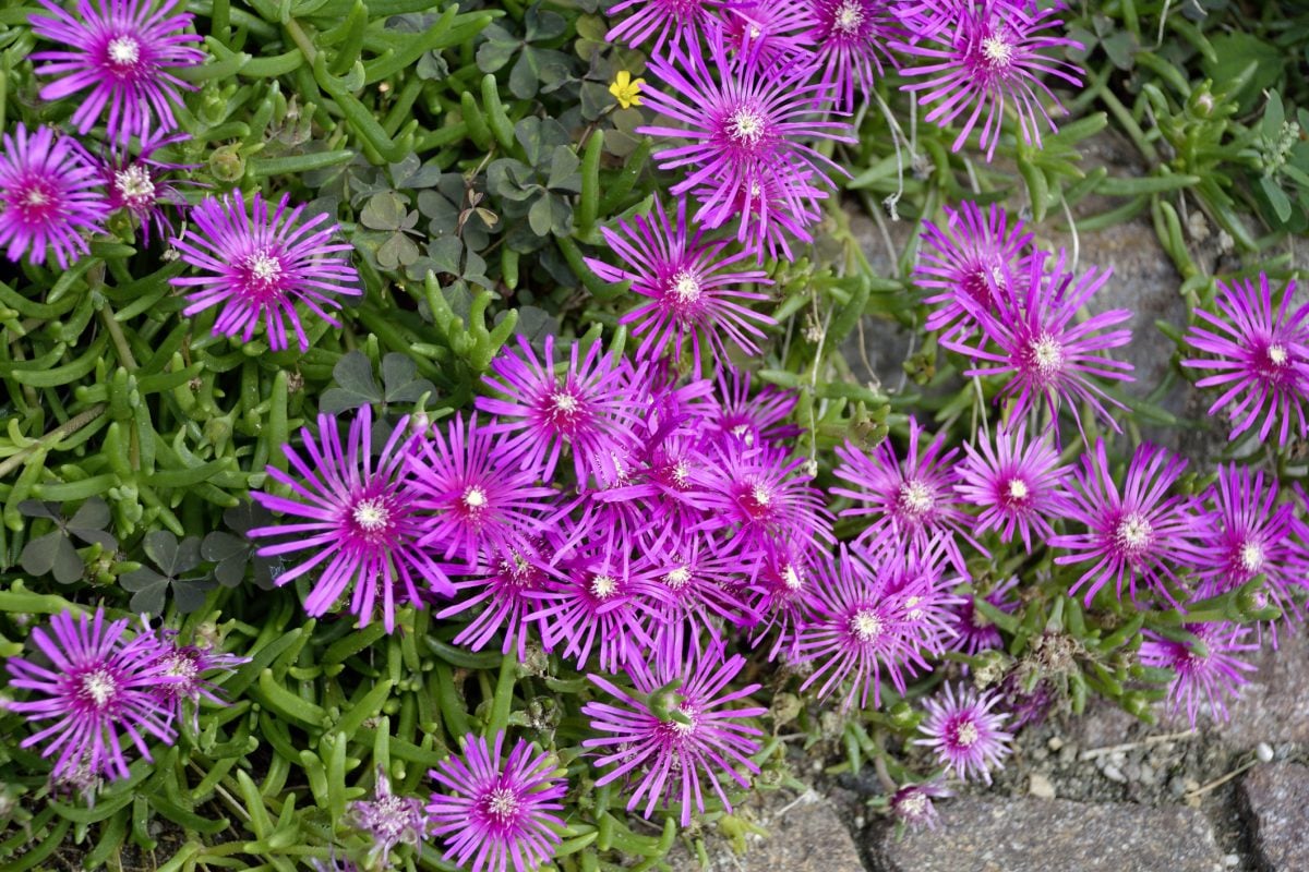 Brighten Your Yard With the Low-Maintenence Ice Plant - The Habitat