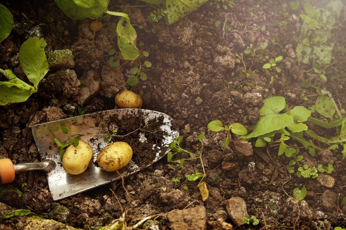 How to Grow and Care for Potatoes - The Habitat
