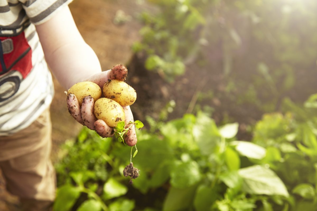 How to Grow and Care for Potatoes - The Habitat