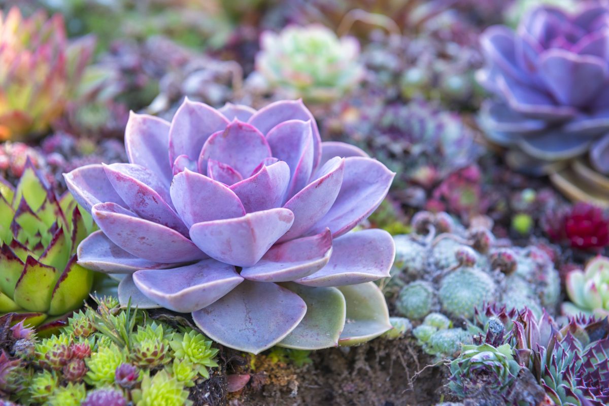 Grow a Spectacular Rainbow Garden - The Habitat