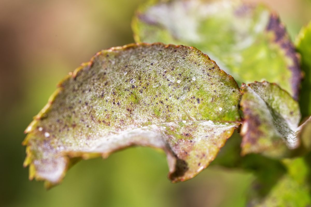 Powdery Mildew: Causes and Effective Remedies - The Habitat