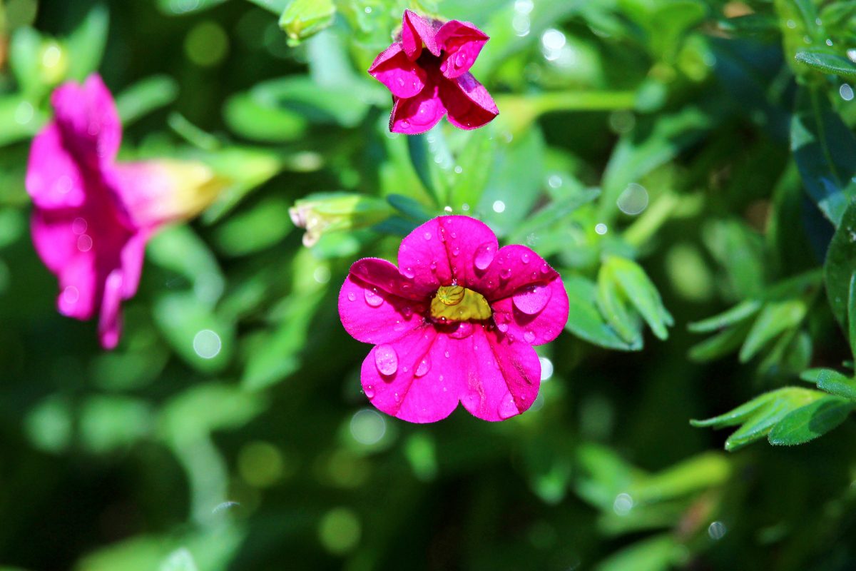 Mastering Calibrachoa: A Beginner's Guide - The Habitat