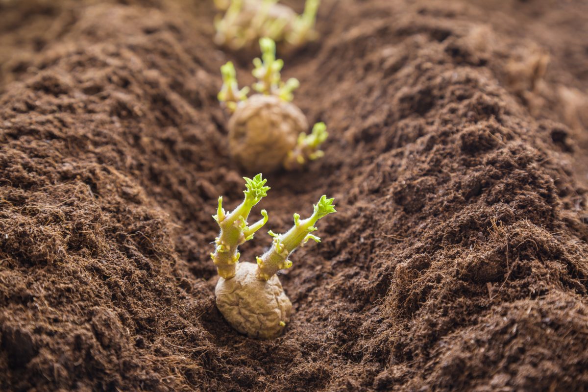 How to Grow and Care for Potatoes - The Habitat