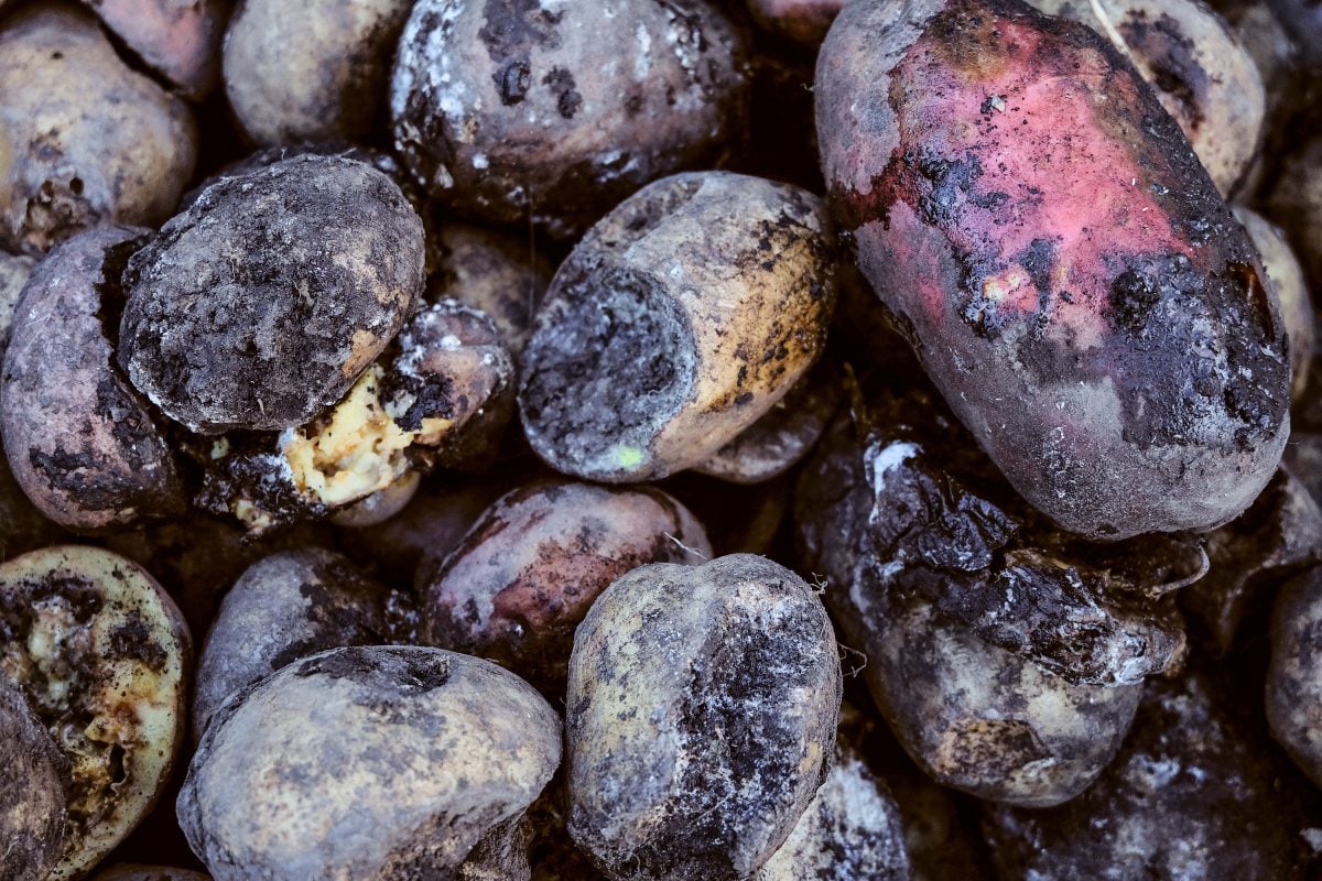 How to Grow and Care for Potatoes - The Habitat