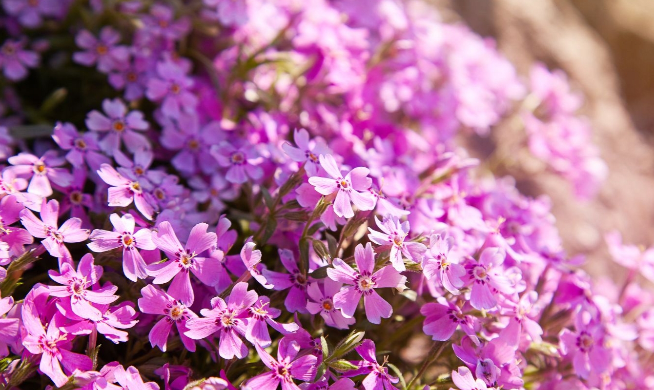 Creeping Phlox: A Vivacious Flowering Plant You’ll Love - The Habitat