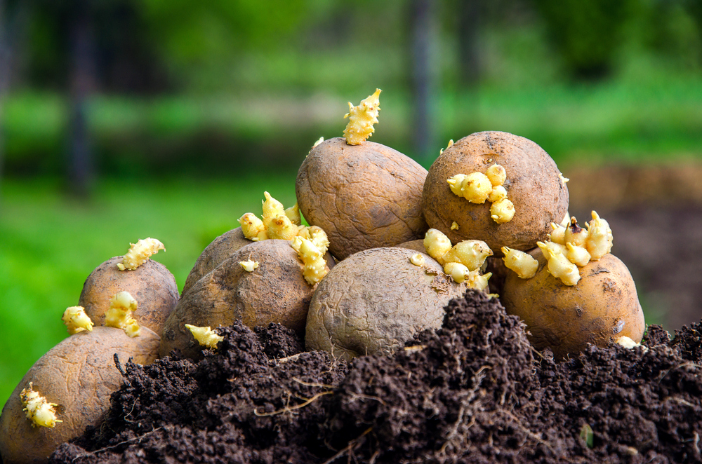 Grow your own spuds with these easy steps - The Habitat