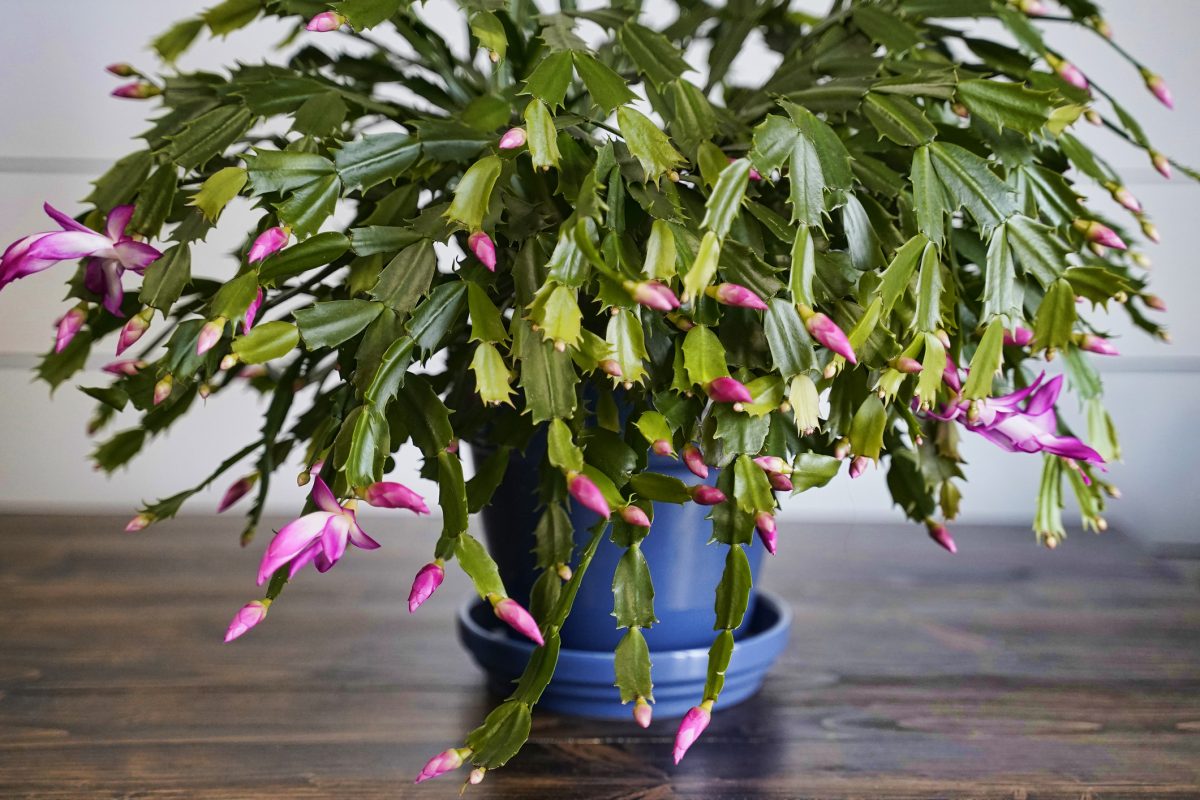 How to Care for the Colorful Christmas Cactus - The Habitat
