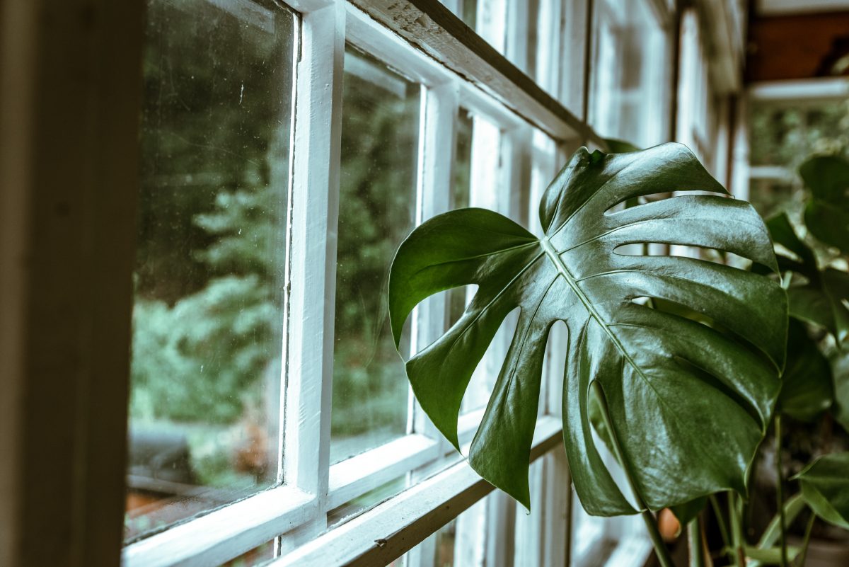 10 Easy Things to Try with Your Monstera - The Habitat