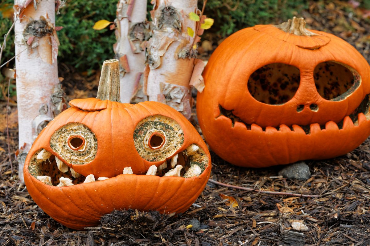 Ideas for the Perfect Spooky Pumpkin - The Habitat