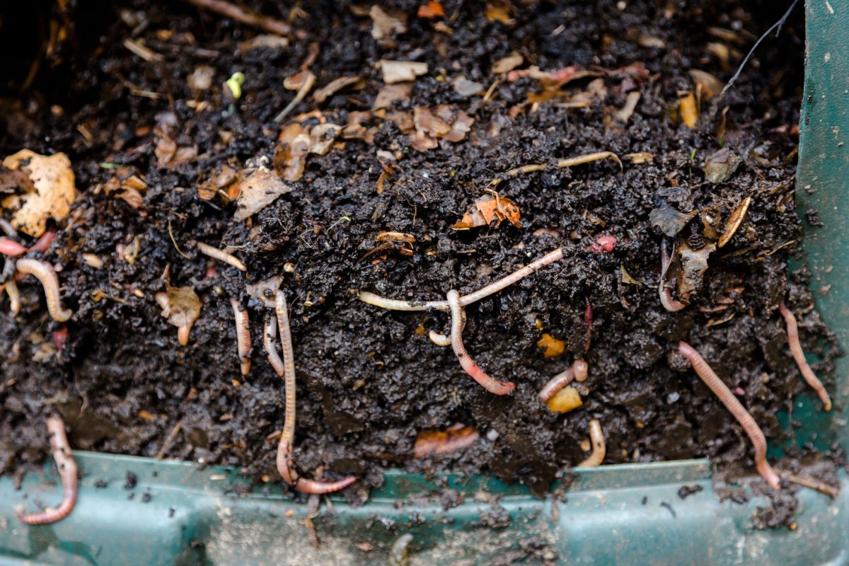 A Beginner's Guide to Building a Worm Farm - The Habitat