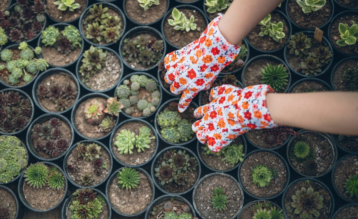 The Ultimate Guide to Growing Hens and Chicks Indoors - The Habitat