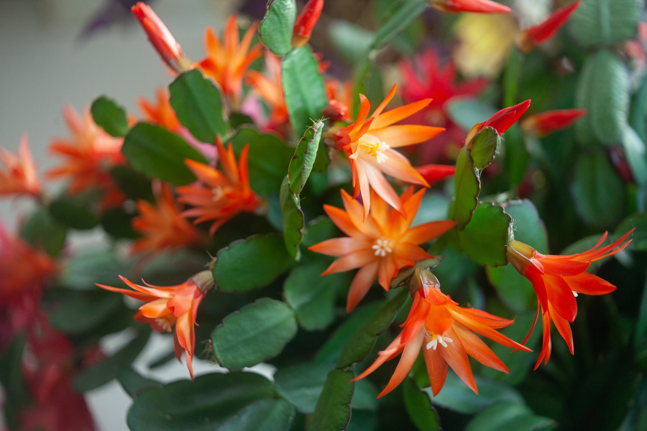 How to Care for the Colorful Christmas Cactus - The Habitat