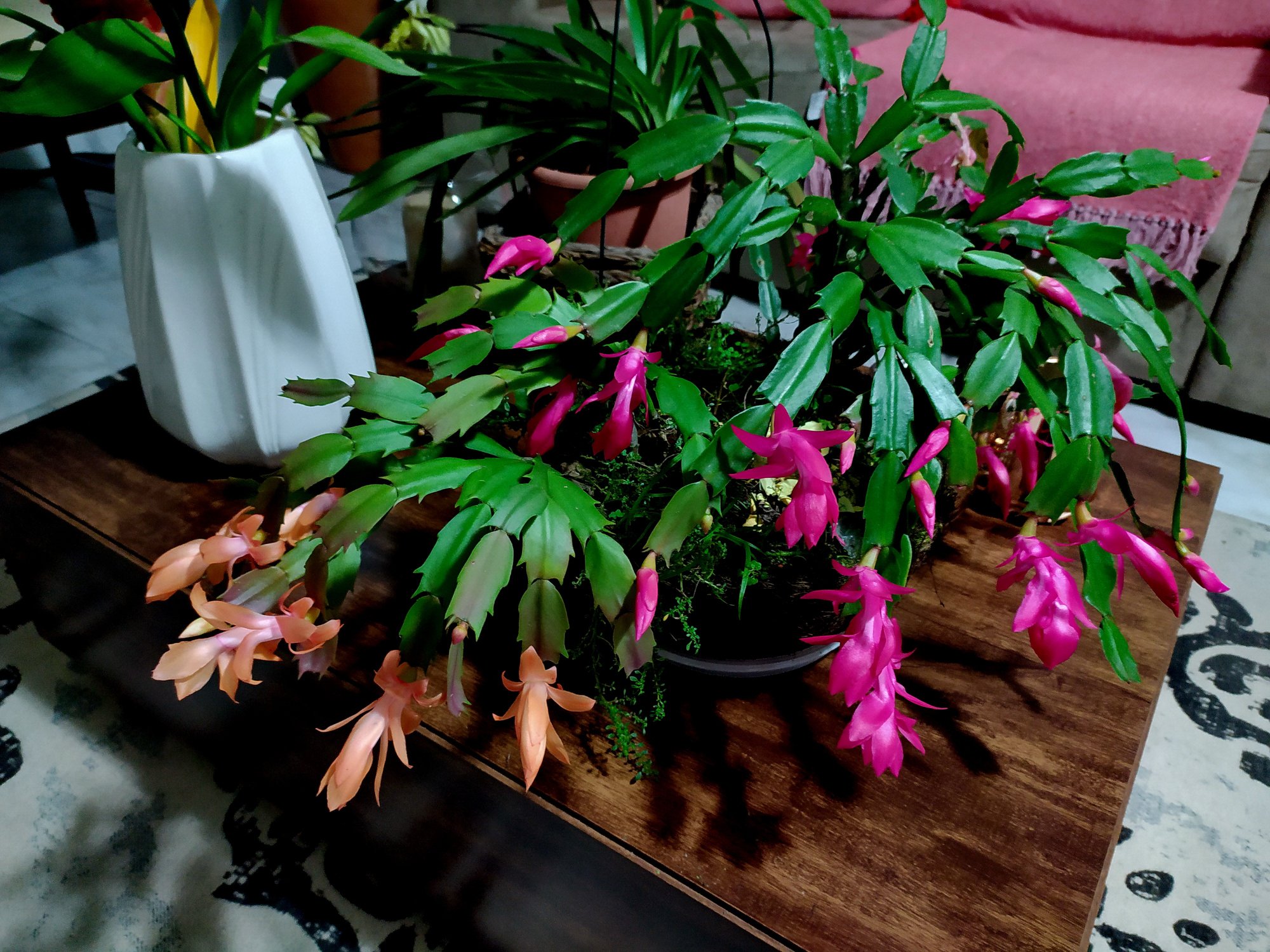 How to Care for the Colorful Christmas Cactus - The Habitat