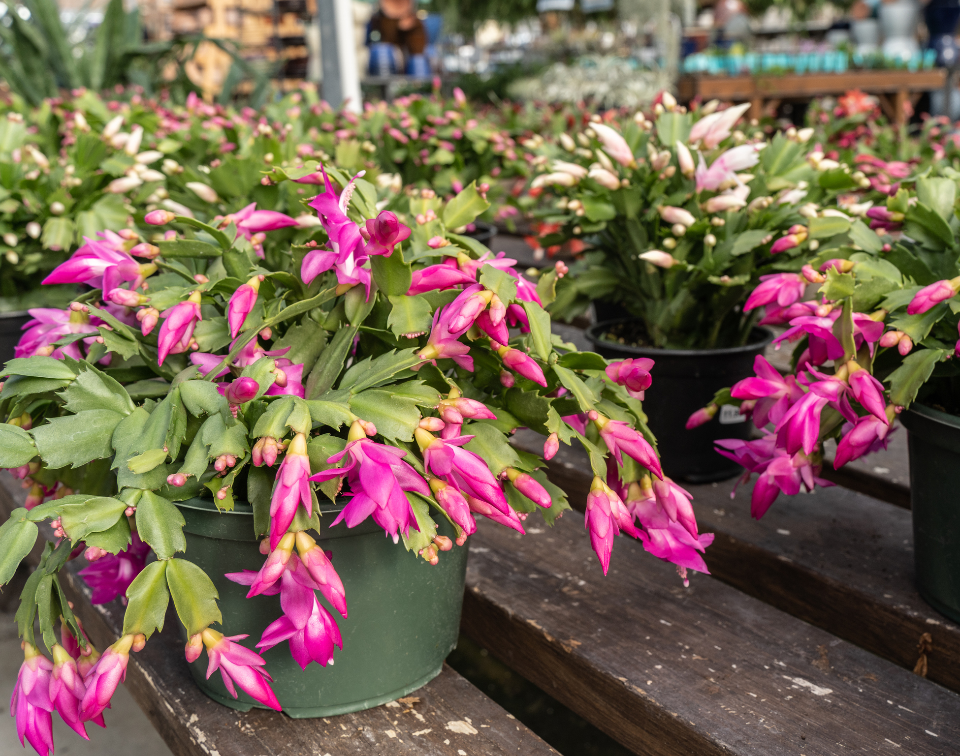 How to Care for the Colorful Christmas Cactus - The Habitat
