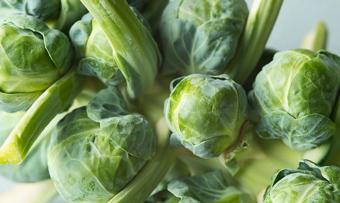 Tips for Successfully Growing Brussels Sprouts - The Habitat