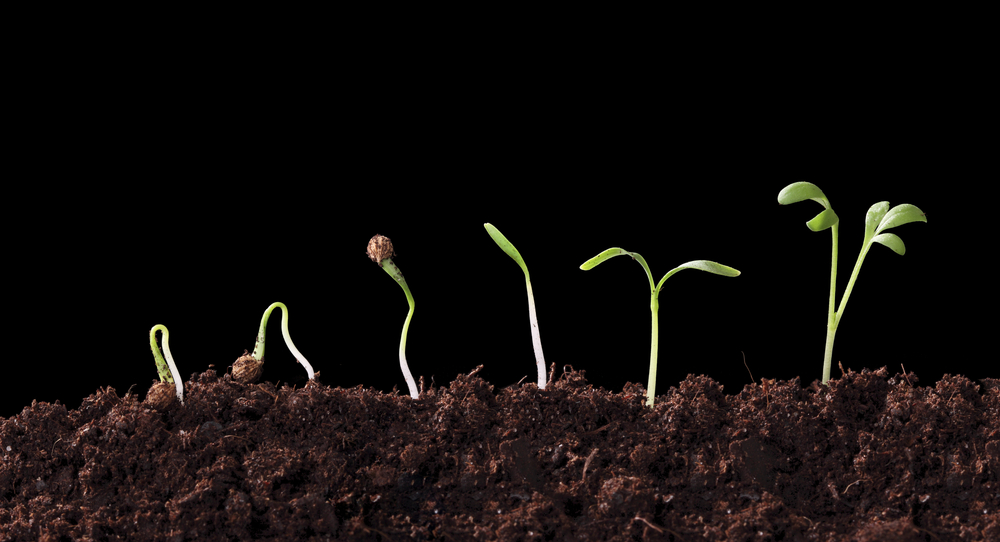 How to Grow and Care for Cilantro at Home - The Habitat