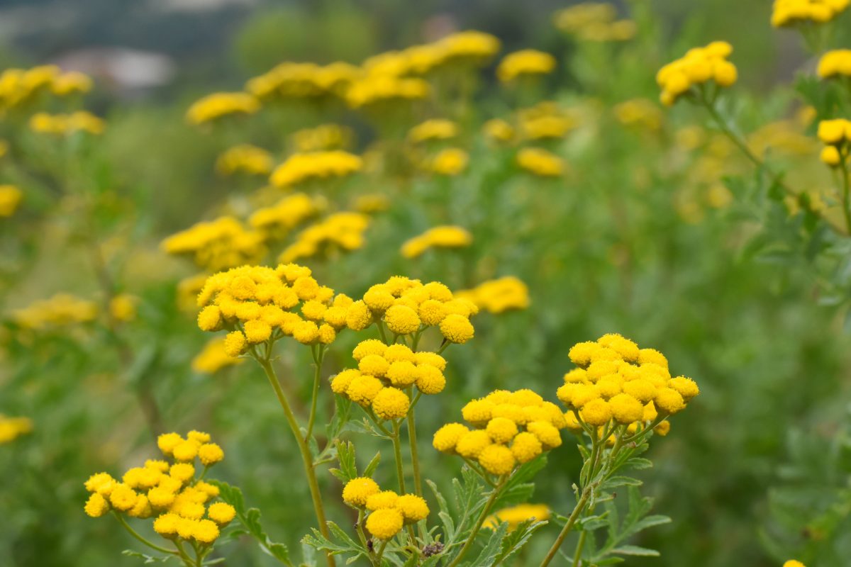 10 Tips for Growing a Vibrant Yarrow Garden - The Habitat