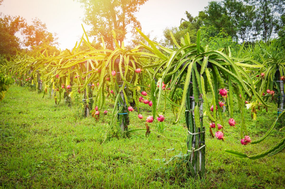 15 Simple Tips for Growing the Dragon Fruit Plant - The Habitat