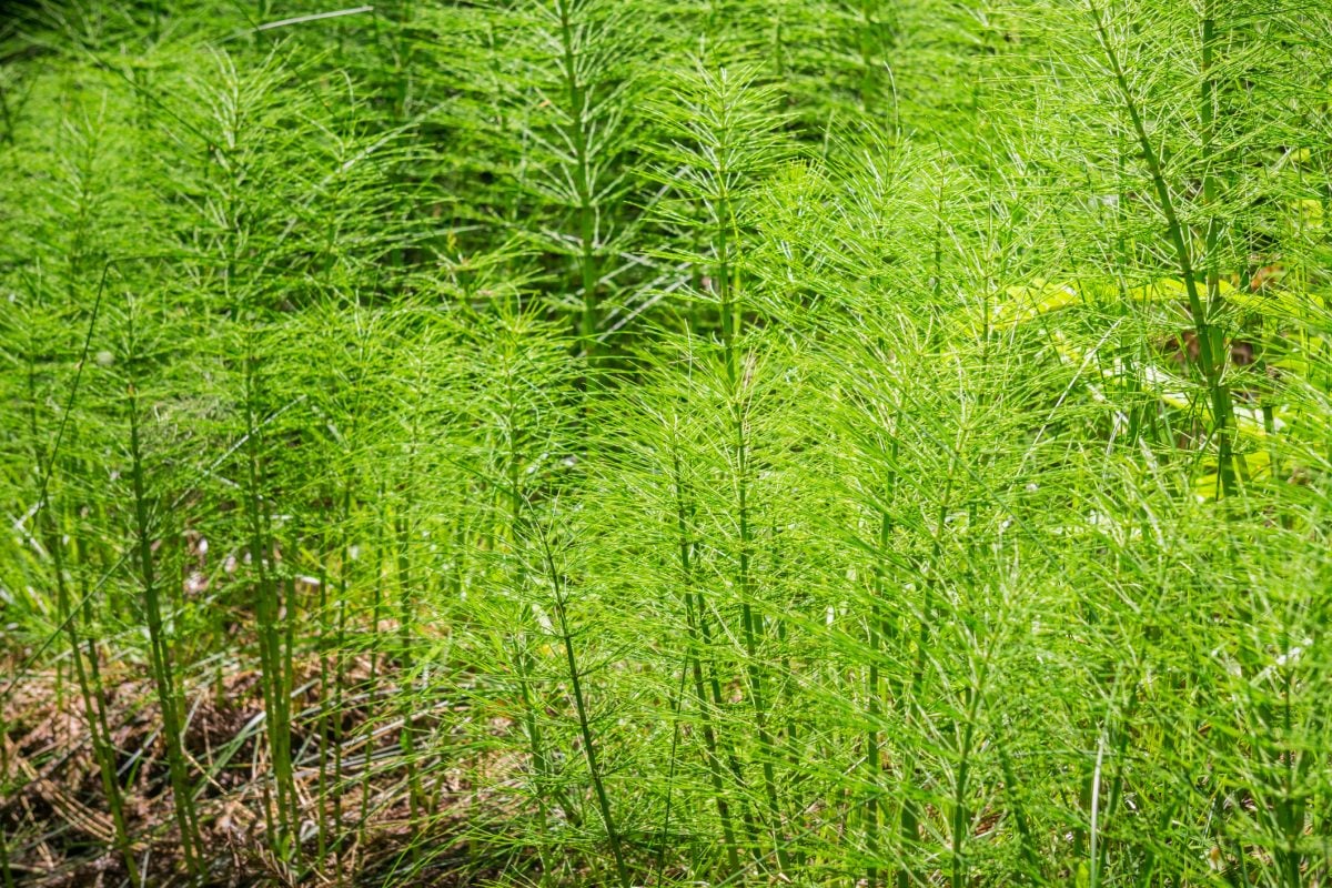 Growing the Hardy, Carefree Horsetail - The Habitat