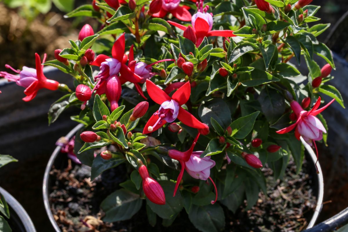 Fine-Tune Your Garden Aesthetic With Fuchsias - The Habitat