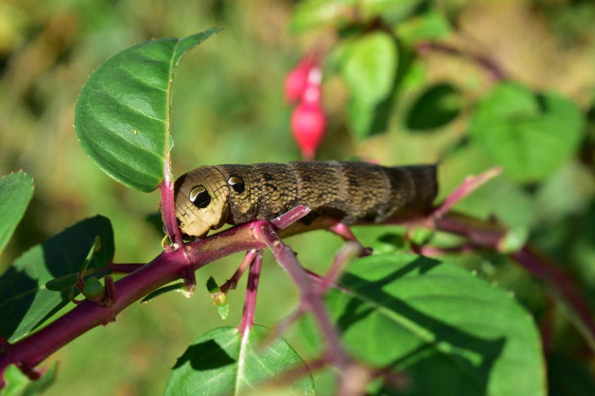 Fine-Tune Your Garden Aesthetic With Fuchsias - The Habitat