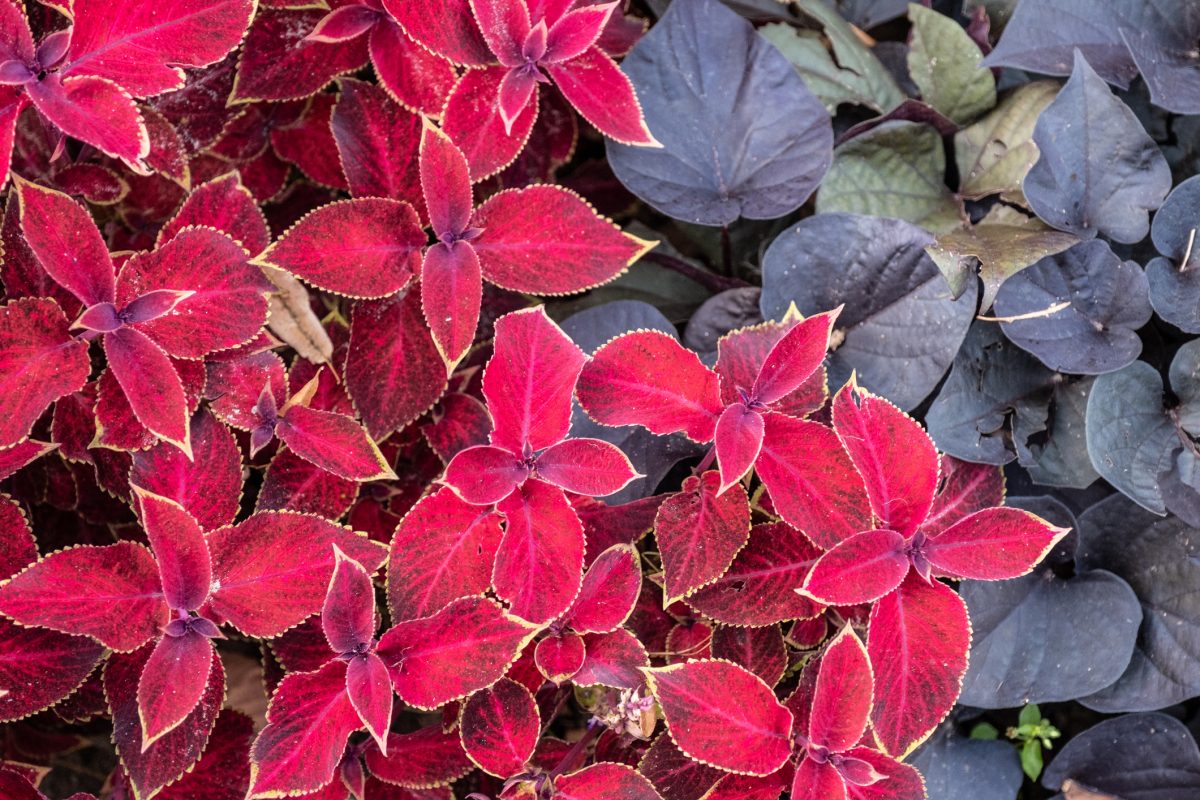 Add Life and Color to Your Garden with Coleus Plants - The Habitat