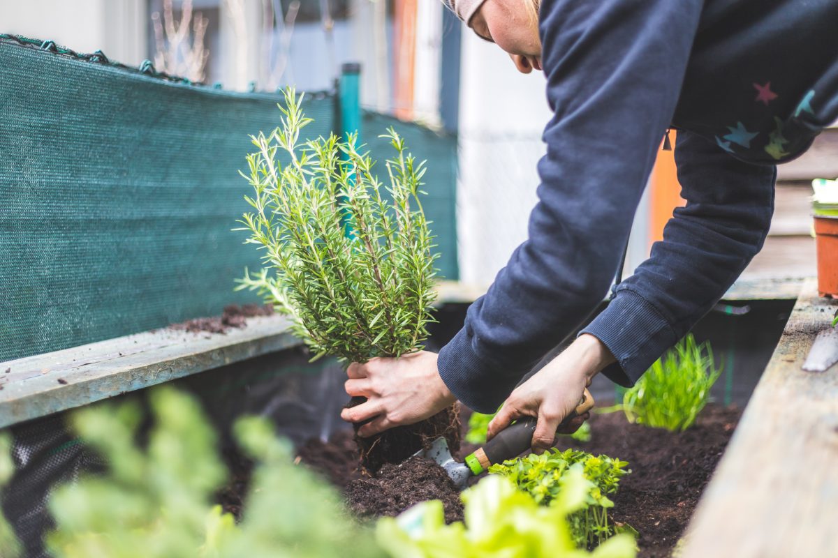 How To Grow Your Own Rosemary Plant - The Habitat