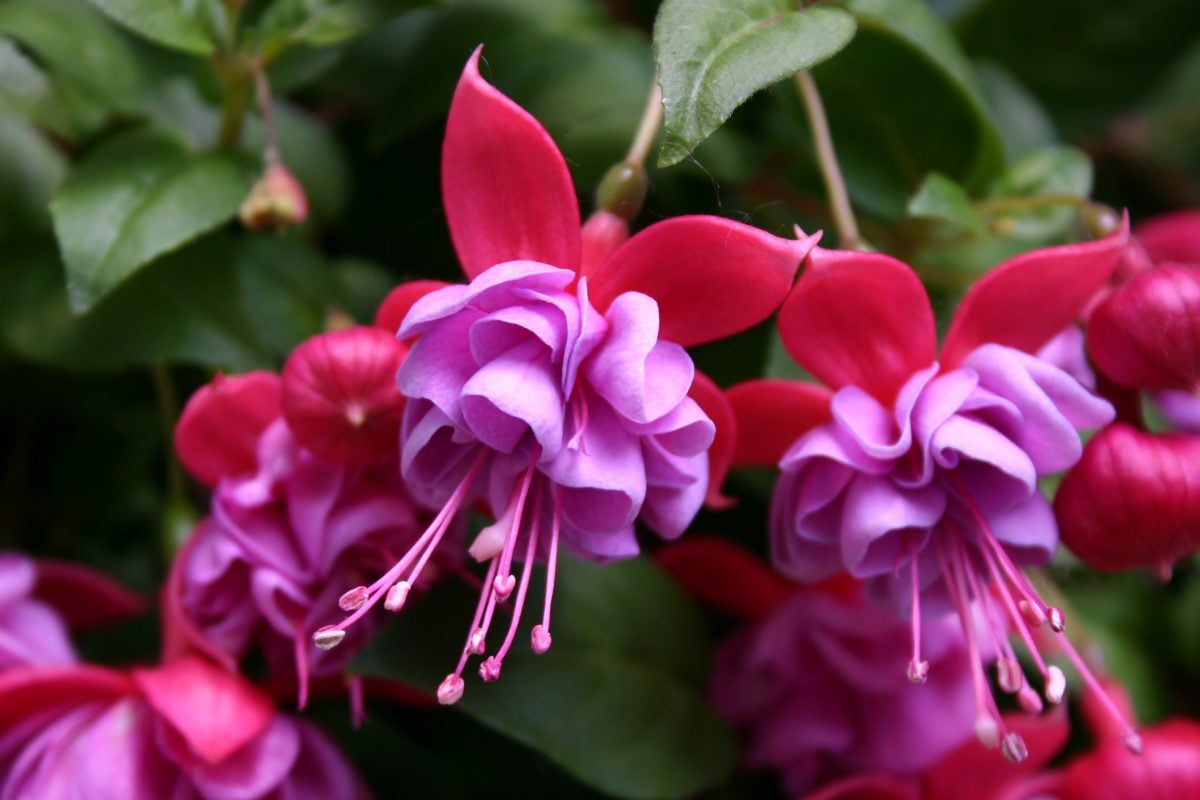 Fine-Tune Your Garden Aesthetic With Fuchsias - The Habitat