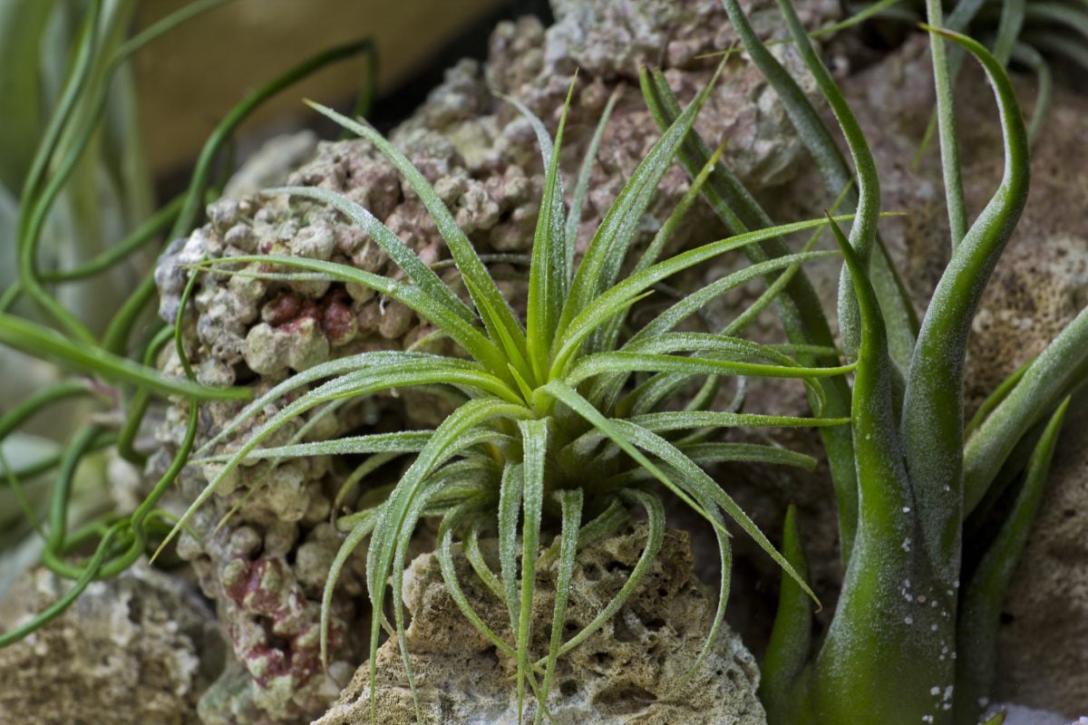 A Crash Course in Air Plant Care - The Habitat