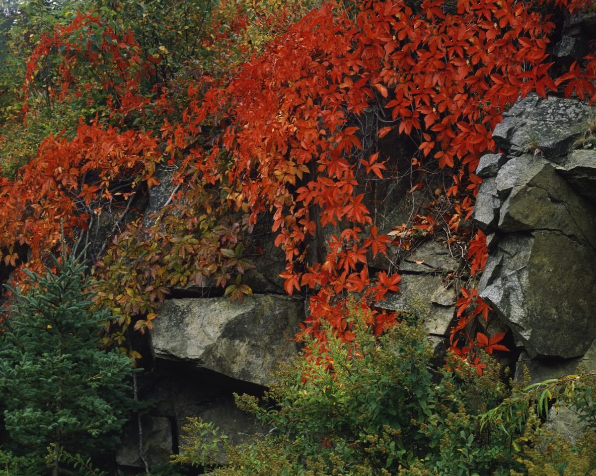 Fall in Love with Virginia Creeper's Autumn Foliage - The Habitat