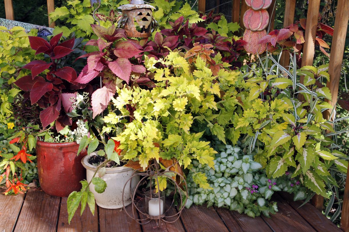 Add Life and Color to Your Garden with Coleus Plants - The Habitat