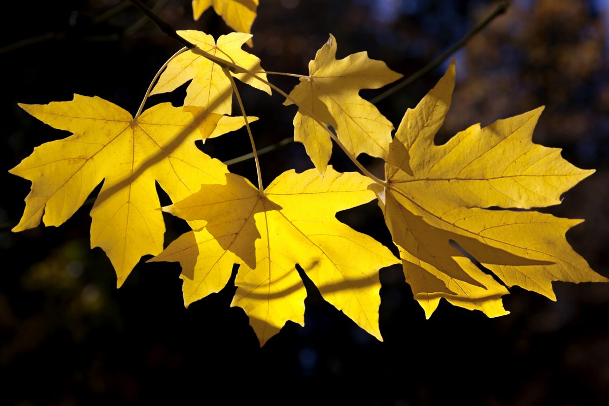 Beautiful Maple Trees for Every Yard - The Habitat