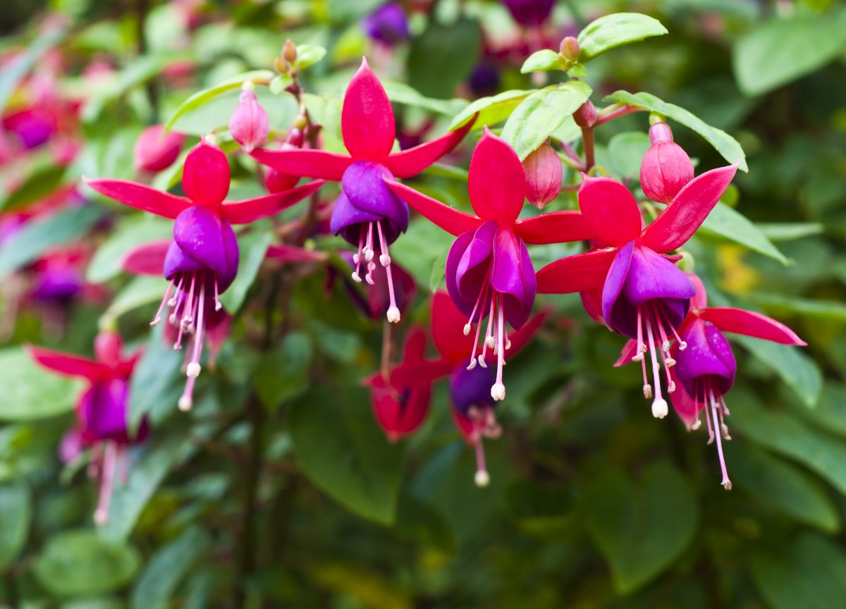 Fine-Tune Your Garden Aesthetic With Fuchsias - The Habitat
