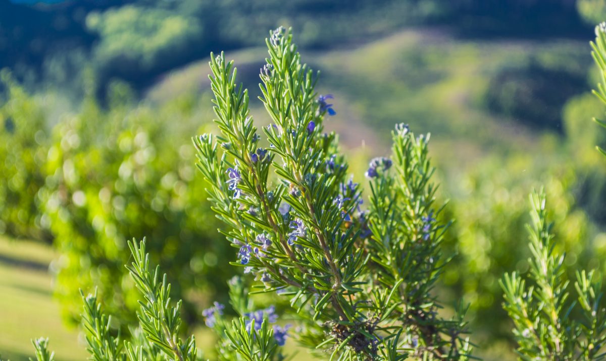 How To Grow Your Own Rosemary Plant - The Habitat