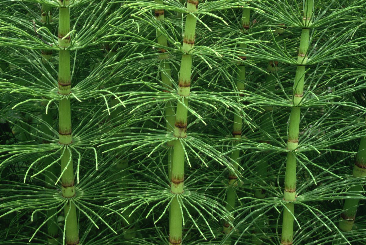 Growing the Hardy, Carefree Horsetail - The Habitat