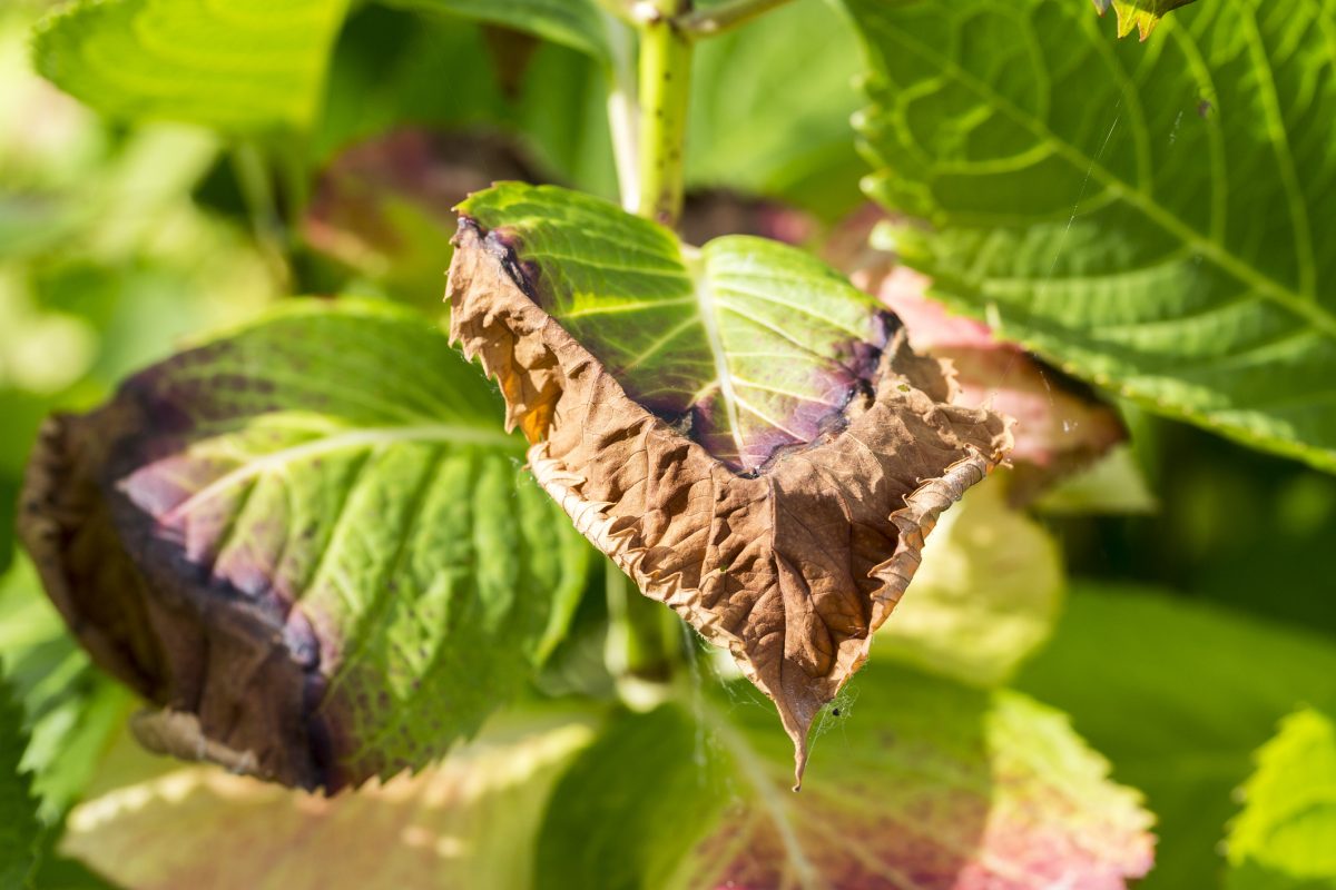 The Climbing Hydrangea: a Four-Season Beauty - The Habitat