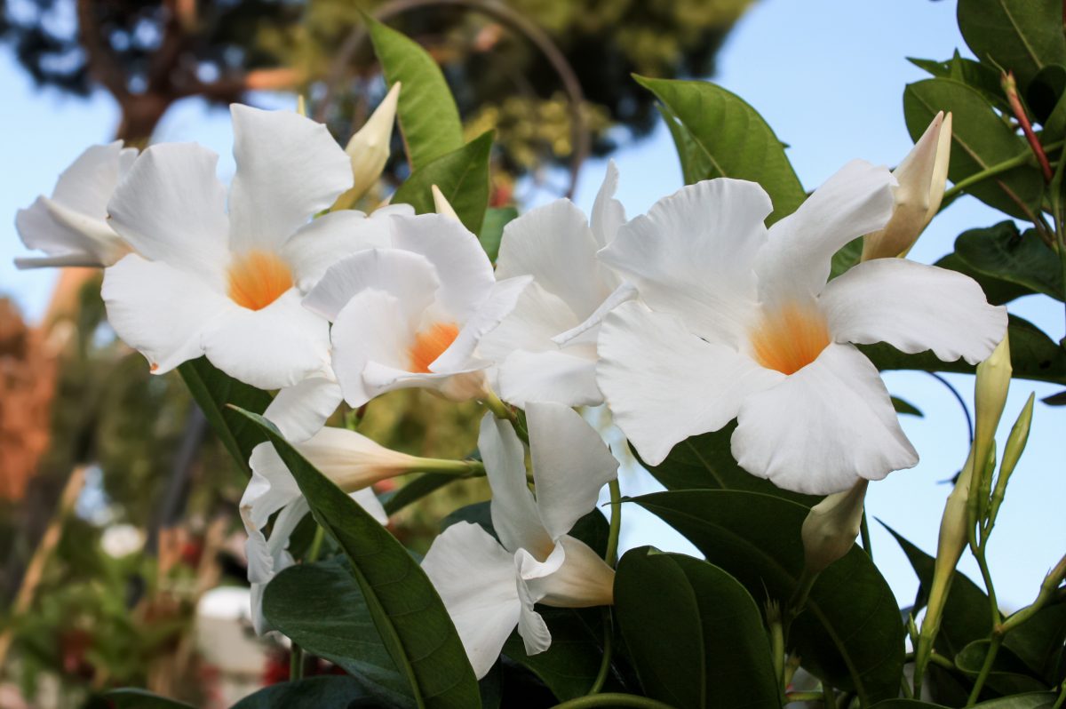 Comprehensive Guide to Growing and Caring for Mandevilla - The Habitat
