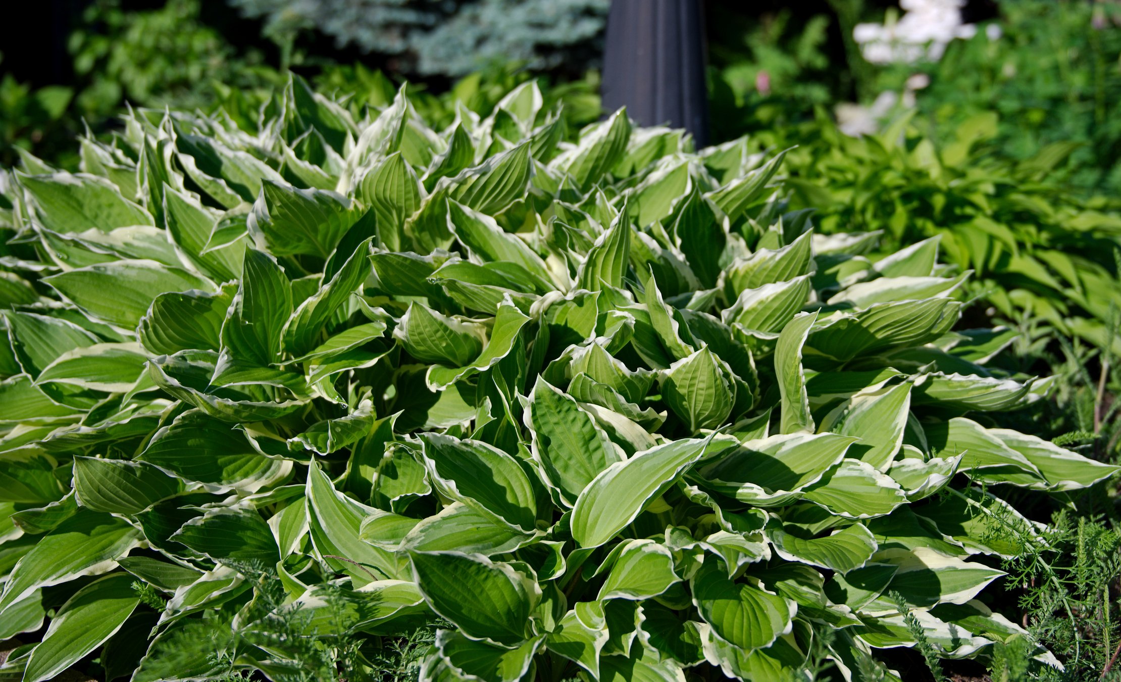15 Ways to Make Your Hosta Flourish - The Habitat