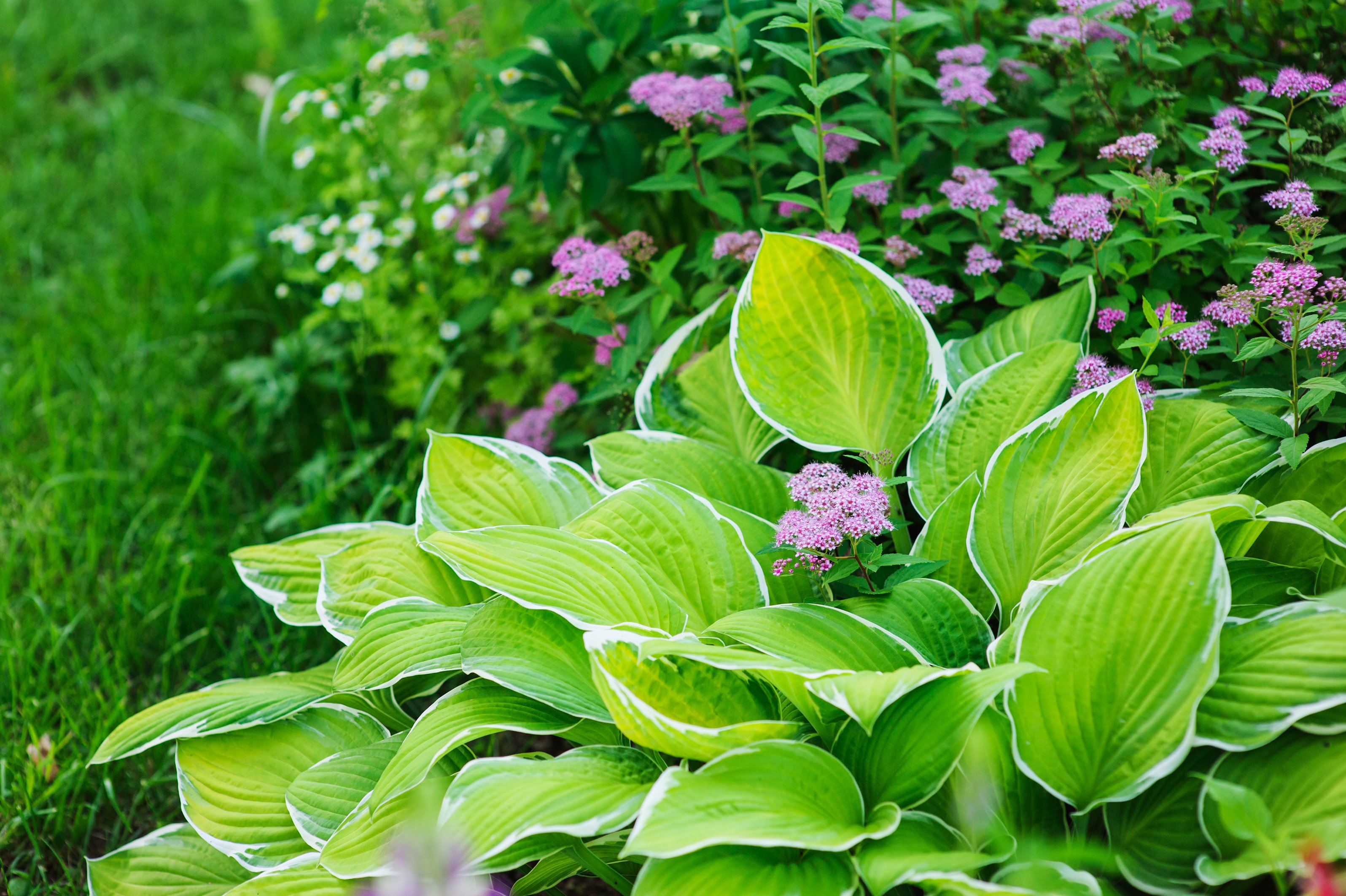 15 Ways to Make Your Hosta Flourish - The Habitat