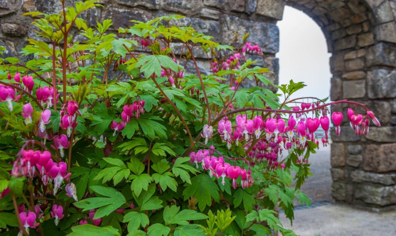 Learning to Care for Your Bleeding Heart Plant - The Habitat