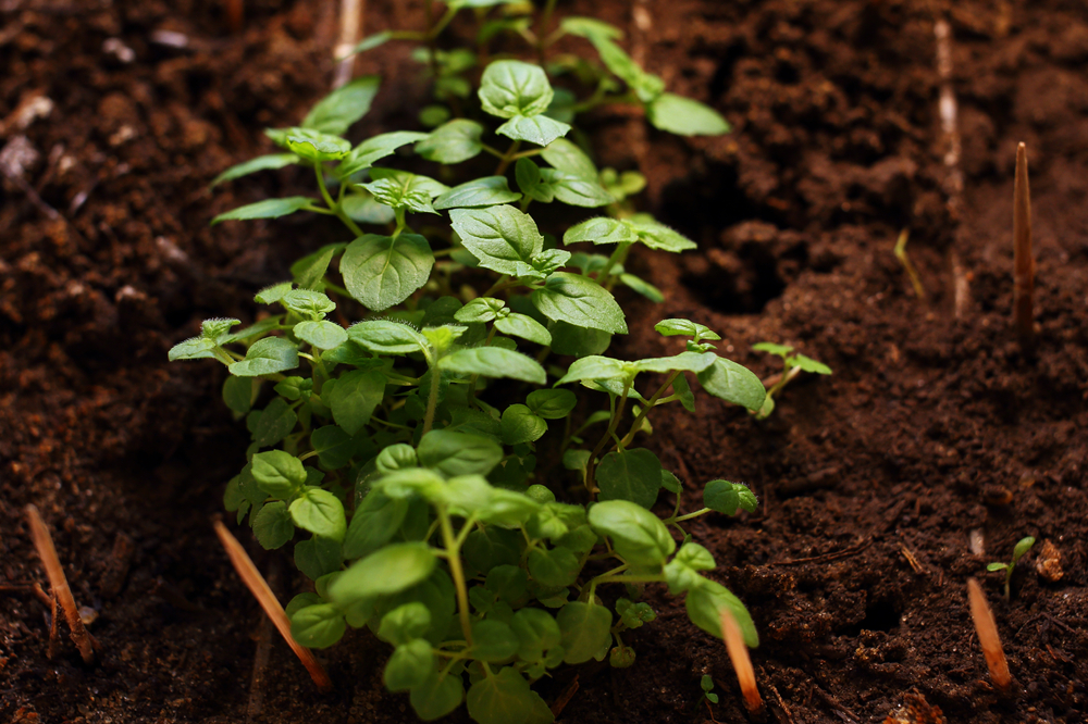 What to Consider When Growing Peppermint - The Habitat