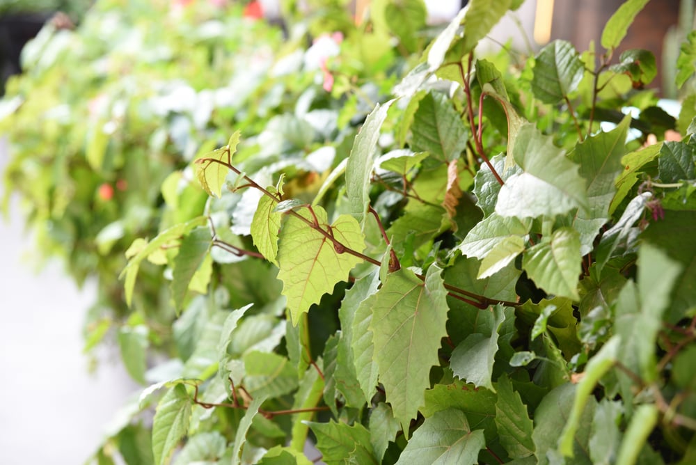 10 Easy Vine Plants to Grow Indoors - The Habitat