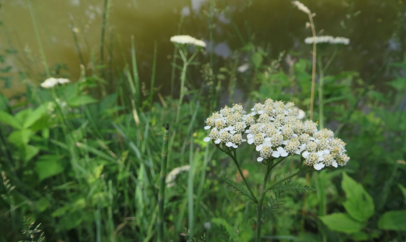 Growing the Beautiful, Multipurpose Yarrow Plant - The Habitat